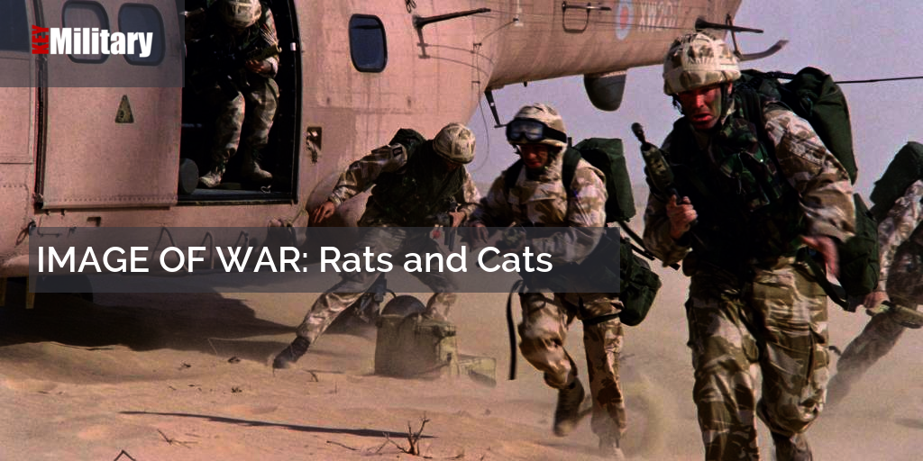 IMAGE OF WAR: Rats and Cats